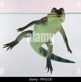 A young spectacled caiman, Caiman crocodilus, tail detail at night on ...