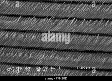 Ultrastructural details of unidentified feathers revealed in the 186x ...