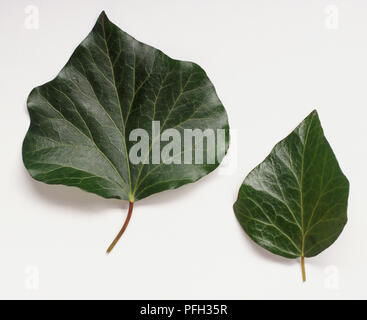 Close-up of two leaves Stock Photo - Alamy