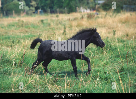 Side view of a horses trotting in the field at sunset Stock Photo - Alamy