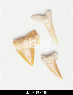 Three pointed animal teeth Stock Photo - Alamy