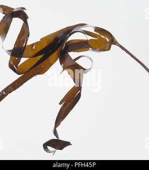 Seaweed Background shot Stock Photo - Alamy