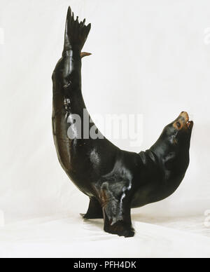 Sea Lion (Otariinae) raising one of its flippers, side view Stock Photo ...