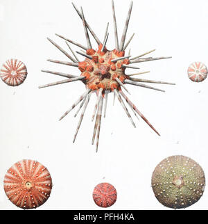 The Danish Ingolf Expedition conducted extensive marine research in ...