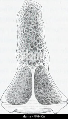 The Danish Ingolf expedition explored the marine life of the Arctic ...
