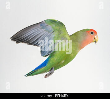 Peach faced lovebird in flight side view Stock Photo - Alamy