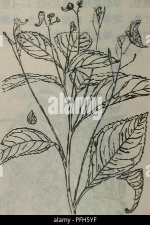 This botanical work details the plants of Dalian, China, offering ...
