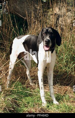 Dog english pointer standing in the sunny wild forest Stock Photo - Alamy