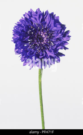A cornflower Centaurea cyanus with a purple flower head, a closed bud ...
