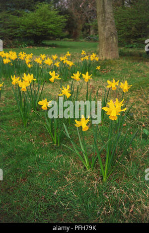 Garden, trees and grass field with nature or foliage for natural growth ...