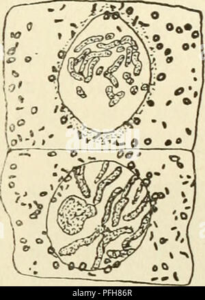 This text discusses the cytoplasm of plant cells, focusing on ...