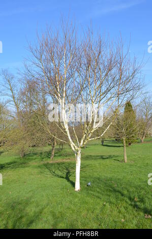 Betula utilis moonbeam Stock Photo - Alamy