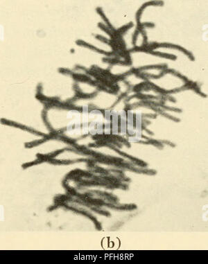 mitosis in an Allium root tip Longitudinal section under a light ...