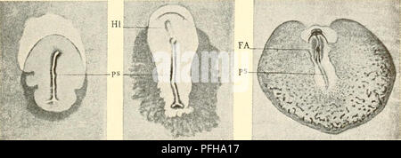 This entry from the Danish Ornithological Society journal discusses the ...
