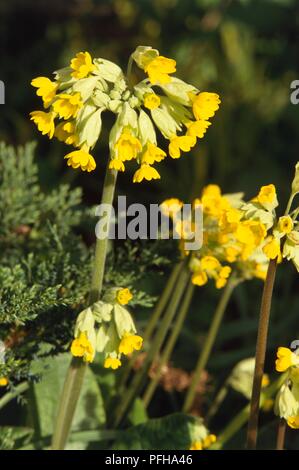 Yellow cowslip flowers in the foreground with Läckö Castle blurred in ...