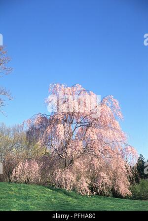 Prunus Subhirtella Pendula Plena Rosea. Weeping cherry tree with ...