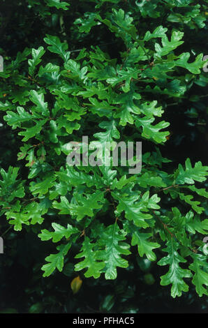 Oregon oak (Quercus garryana Stock Photo - Alamy