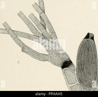 This illustration from the Danish Botanical Archive features the ...