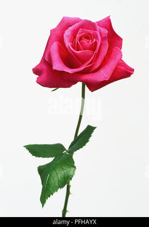 Rose Lady Mitchell Stock Photo - Alamy
