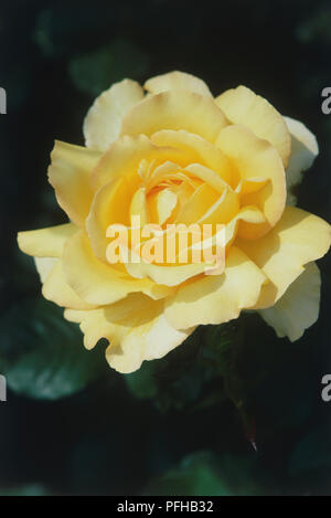 ROSA MOUNTBATTEN YELLOW ROSE Stock Photo - Alamy