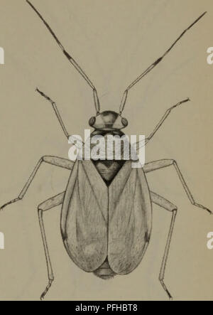 This volume on Denmark's fauna illustrates various species, including ...