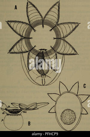 This image from 'Danmarks fauna' shows an anatomical illustration of ...