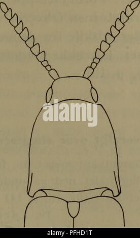 A guide to Denmark's fauna, featuring descriptions and illustrations of ...