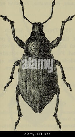 This illustration from the Danmarks fauna series depicts the underside ...