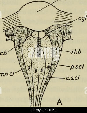This illustrated guide explores various stages of development in the ...
