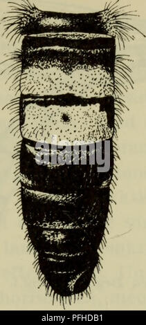 This Danish fauna guide presents detailed illustrations and ...