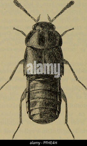 This illustrated guide to Denmark's fauna describes various species ...