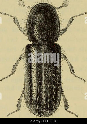 This illustration from the Danish Fauna guide depicts various animal ...