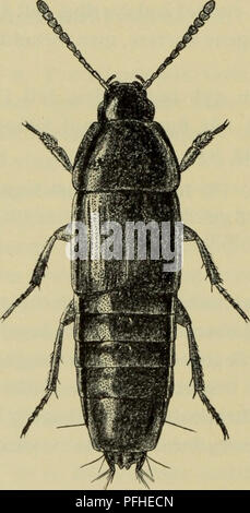 This illustration from the 'Danmarks fauna' depicts two species of ...