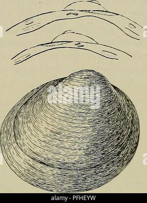 This volume of Denmark's fauna presents detailed descriptions of ...