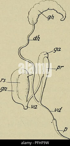 This section from *Danmarks Fauna* describes the chordotonal organs in ...
