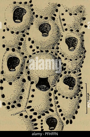 Danish fauna handbook describing species of Stenus beetles, including ...