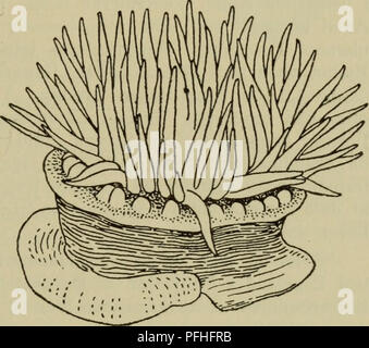 Illustrated Danish fauna guide depicting key features of various ...