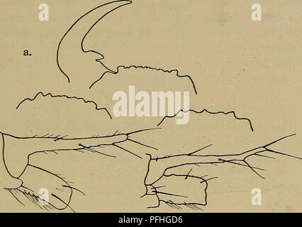 This detailed section of 'Danmarks fauna' illustrates species such as L ...