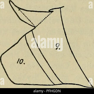 This entry in the bird guide describes the behavior of the Shore Lark ...