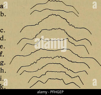 This illustration from 'Danmarks fauna' depicts cross-sections of the ...