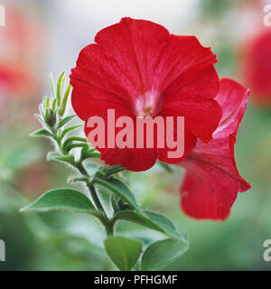 close up of red million bells flowers growing thicker every day Stock ...