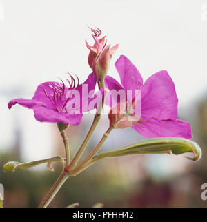 Brazilian glory bush purple princess flower Tibouchina Urvilleana Stock ...