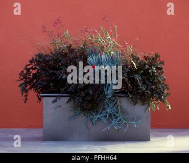 Salvia Raspberry Royal Stock Photo - Alamy