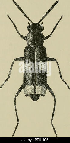 This illustration from 'Danmarks fauna' depicts the anatomical ...