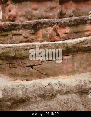 Baboons (monkeys) sitting on a rock Stock Photo - Alamy