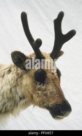 Reindeer (Rangifer tarandus), close-up of cloved hoof (foot Stock Photo ...