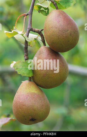 Pears are hanging on a tree in a pear orchard in Beveren. Belgium is ...