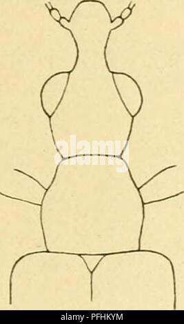 This work covers the morphological characteristics, structure, and life ...