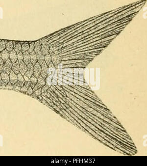 This work illustrates the fauna of Denmark, with detailed descriptions ...