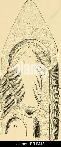 Fish respiratory system with gill filaments close-up. Digital ...
